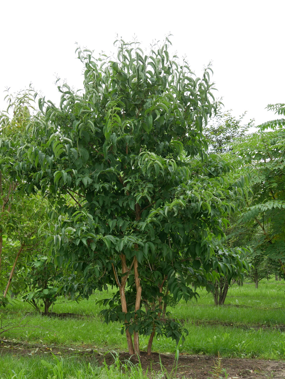 Heptacodium miconioides | Seven-son flower - Van den Berk Nurseries