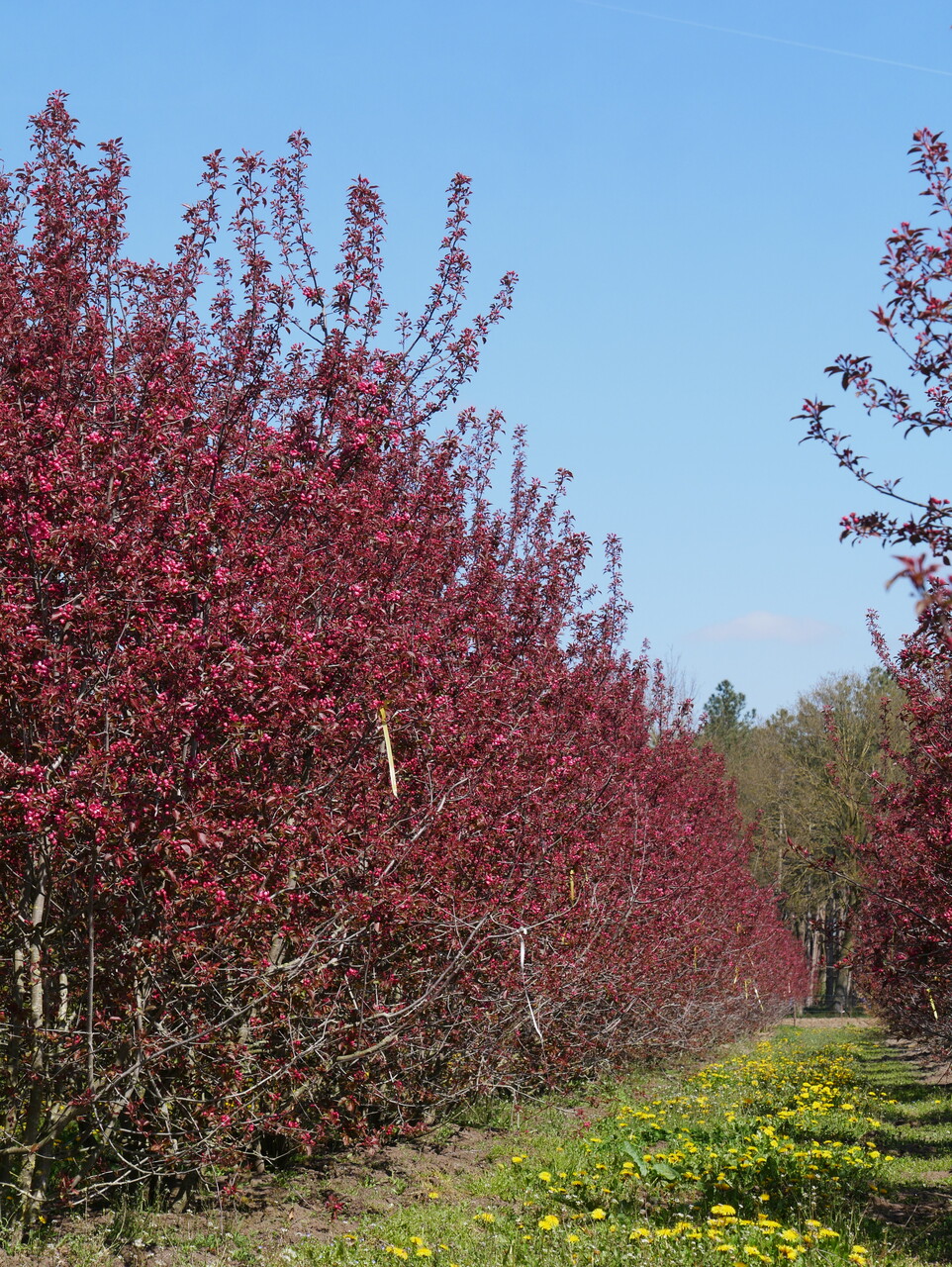 Malus 'Rudolph' | Flowering Crab - Van den Berk Nurseries