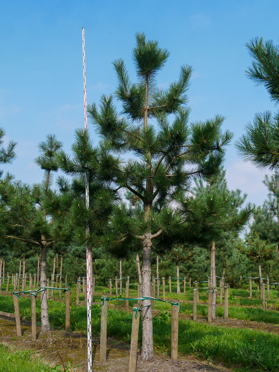 Pinus nigra subsp. nigra | Austrian pine, Black pine - Van den Berk ...