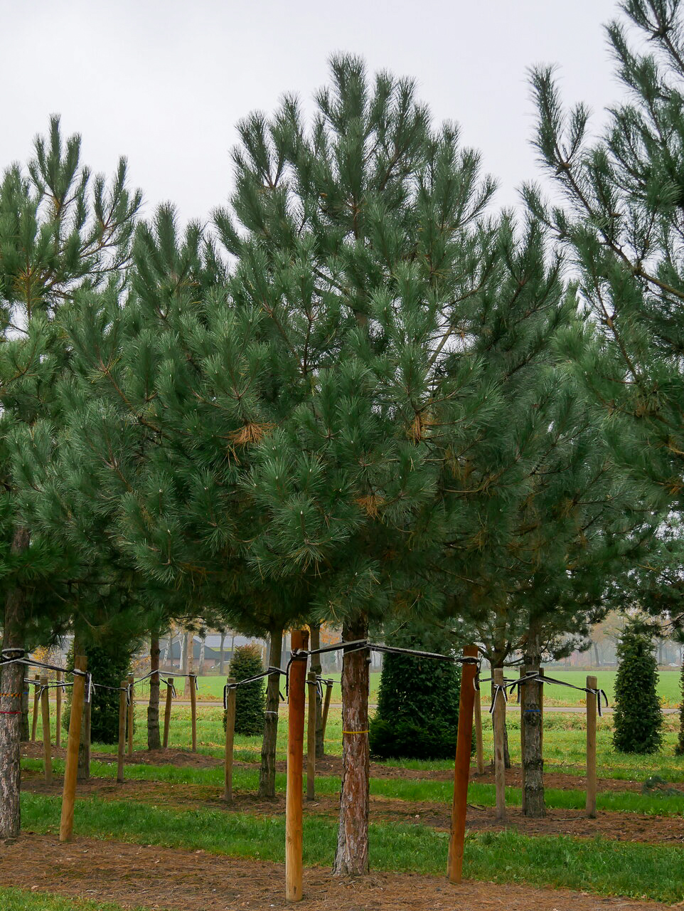 Pinus nigra subsp. nigra | Austrian pine, Black pine - Van den Berk ...