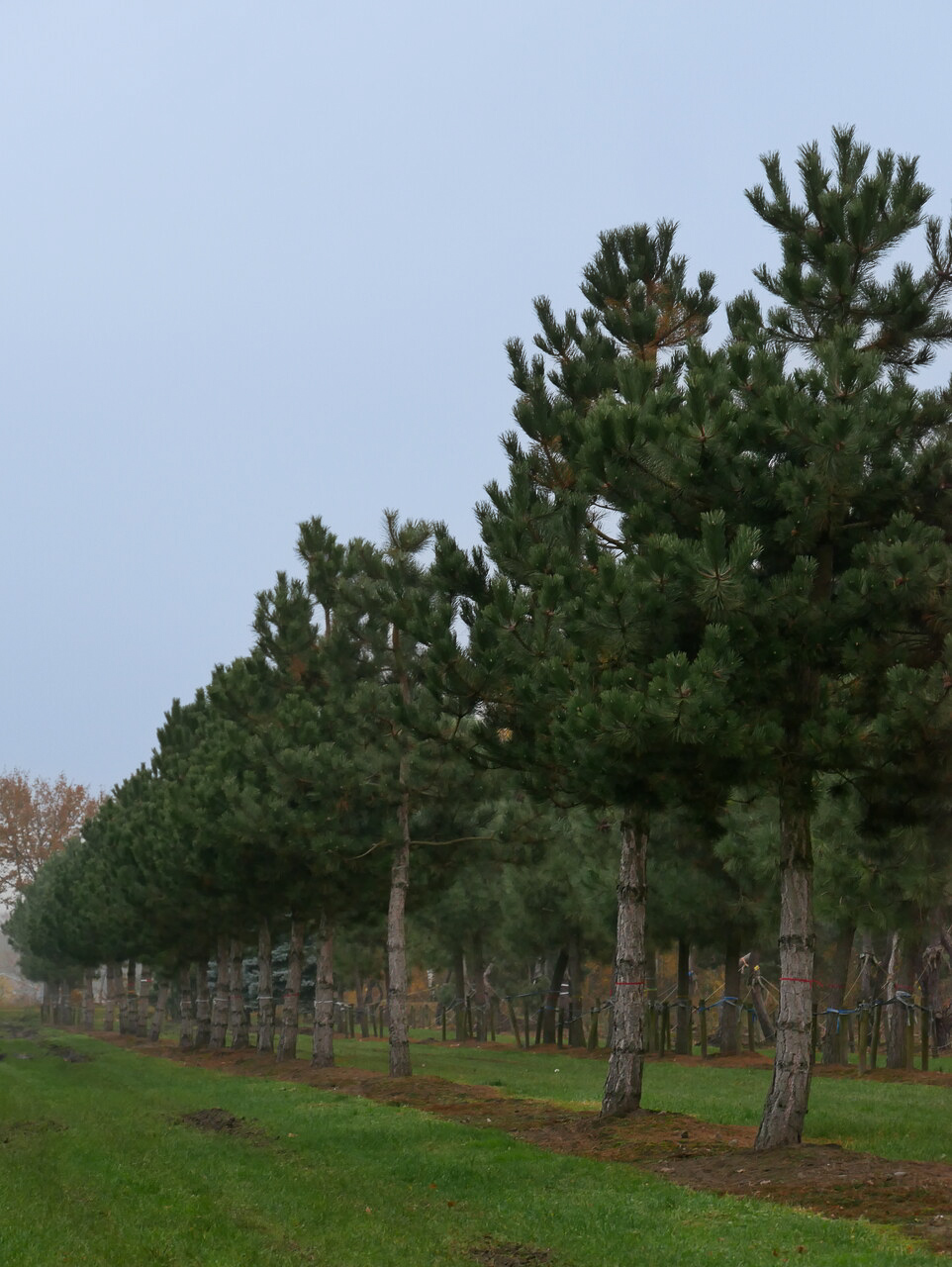 Pinus nigra subsp. nigra | Austrian pine, Black pine - Van den Berk ...