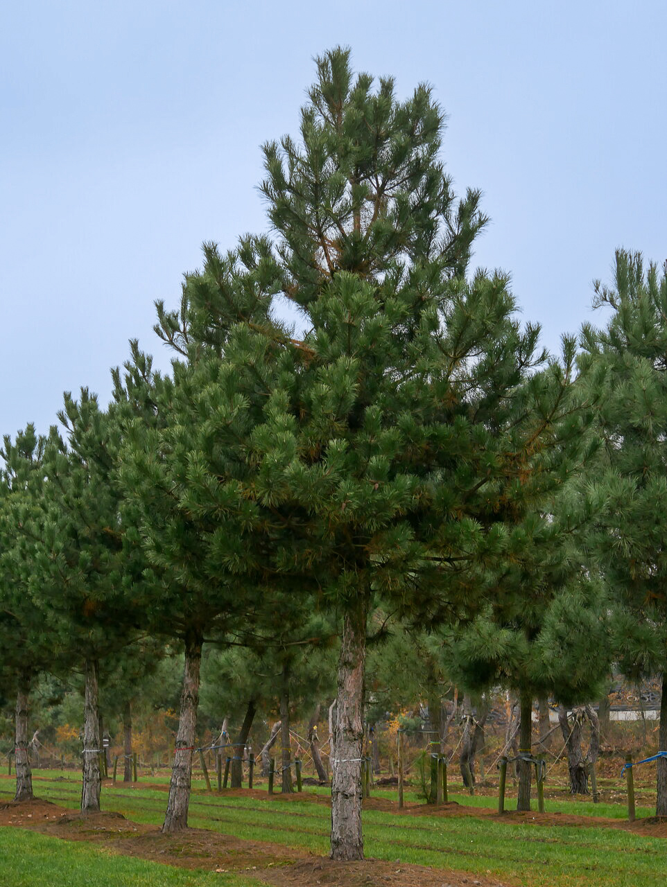 Pinus nigra subsp. nigra | Austrian pine, Black pine - Van den Berk ...
