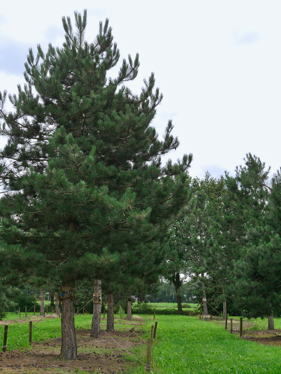 Pinus nigra subsp. nigra | Austrian pine, Black pine - Van den Berk ...