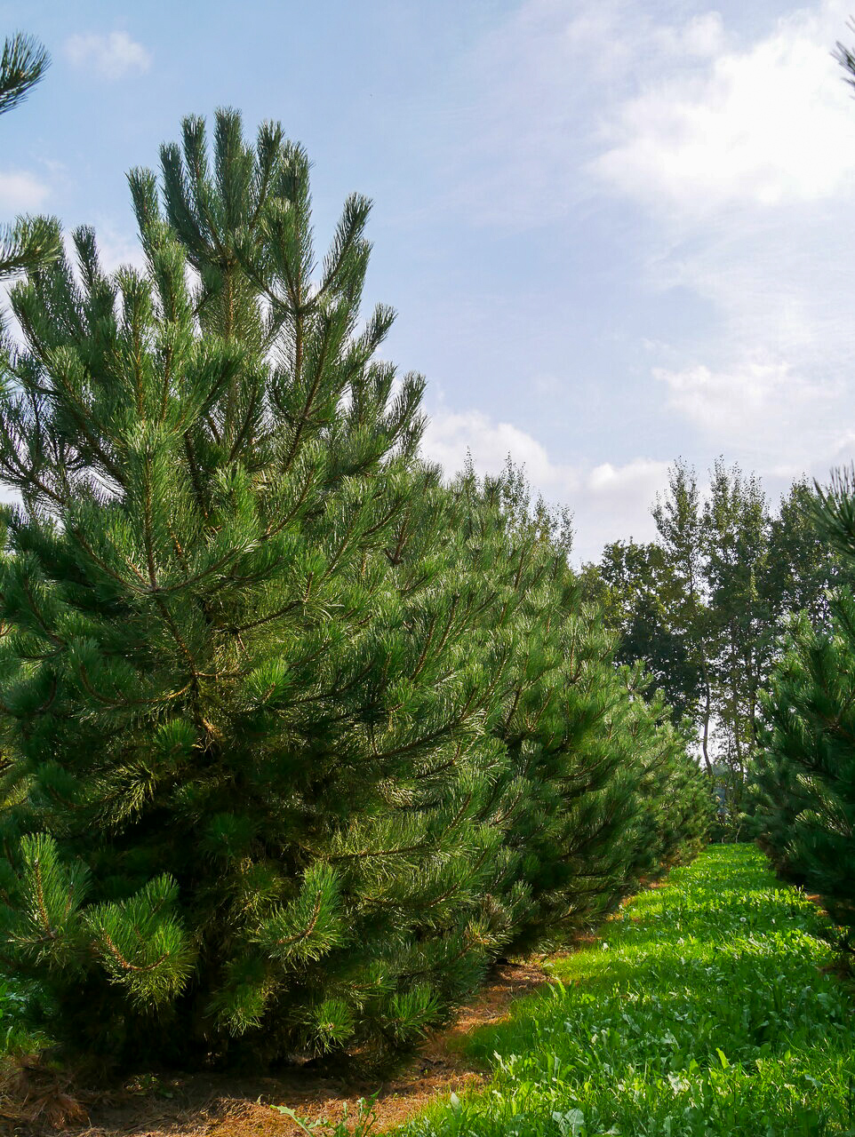 Pinus nigra subsp. nigra | Austrian pine, Black pine - Van den Berk ...