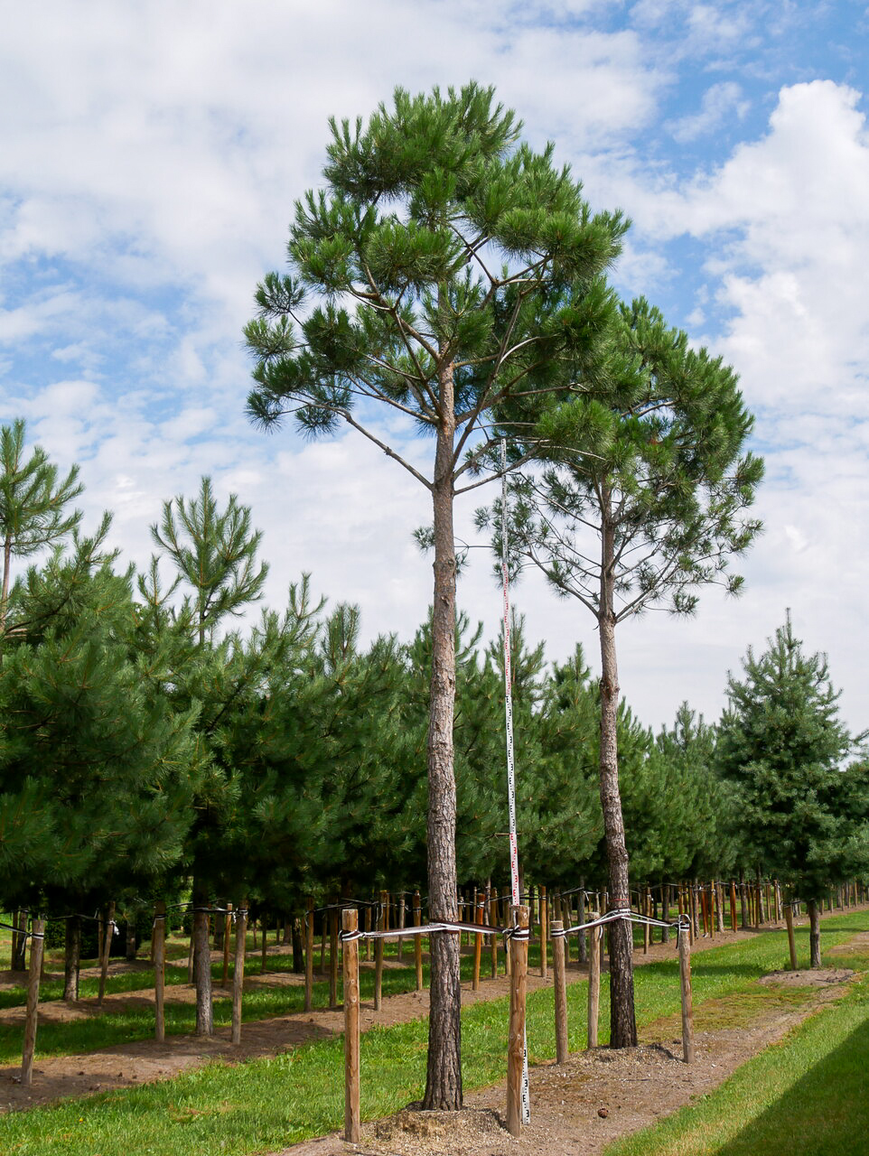 Pinus pinea | Umbrella pine, Stone pine - Van den Berk Nurseries