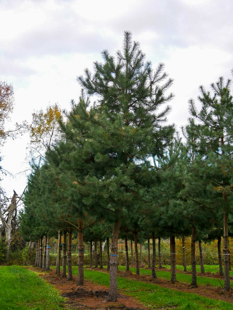 Pinus sylvestris | Scotch pine, Scots pine - Van den Berk Nurseries