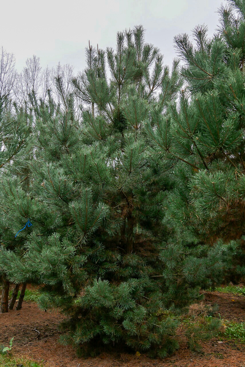 Pinus sylvestris | Scotch pine, Scots pine - Van den Berk Nurseries