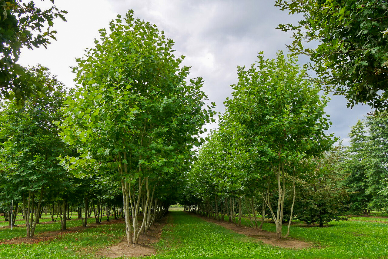 Platanus ×hispanica | London plane - Van den Berk Nurseries