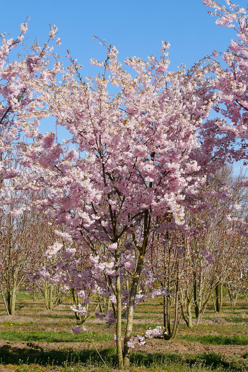 Prunus 'Accolade' | Prunus 'Accolade' - Van den Berk Nurseries