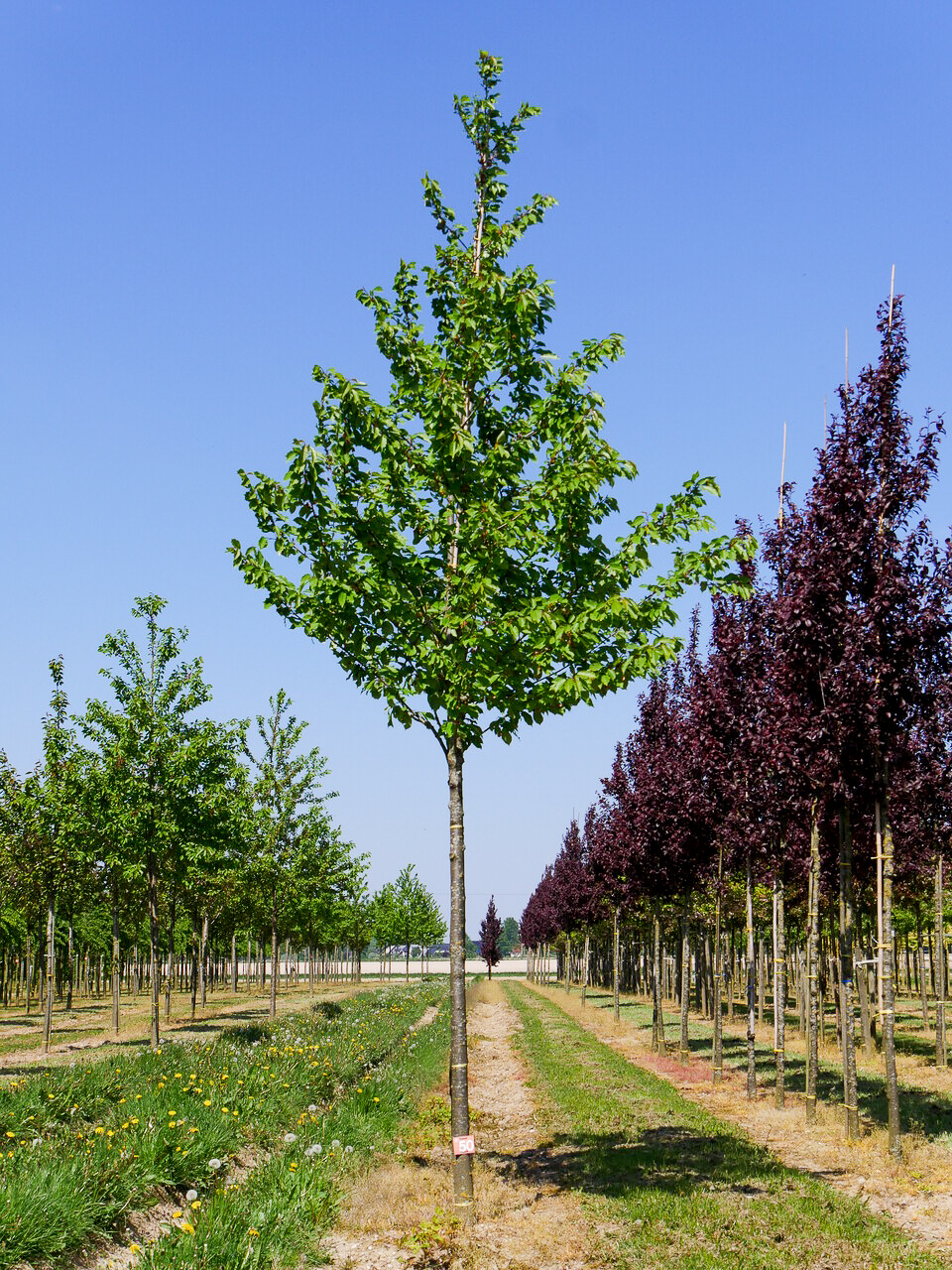 Prunus avium 'Plena' | Prunus avium 'Plena' - Van den Berk Nurseries