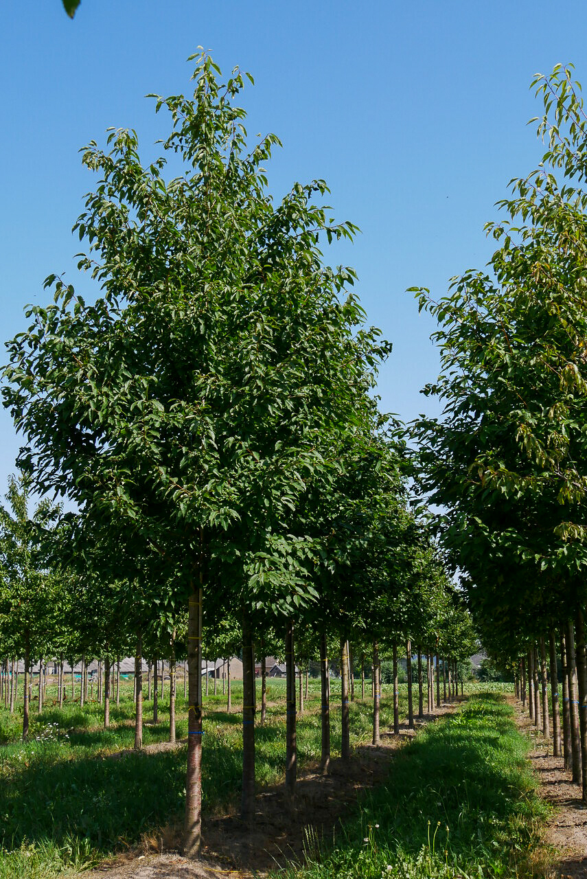 Prunus avium 'Plena' | Prunus avium 'Plena' - Van den Berk Nurseries