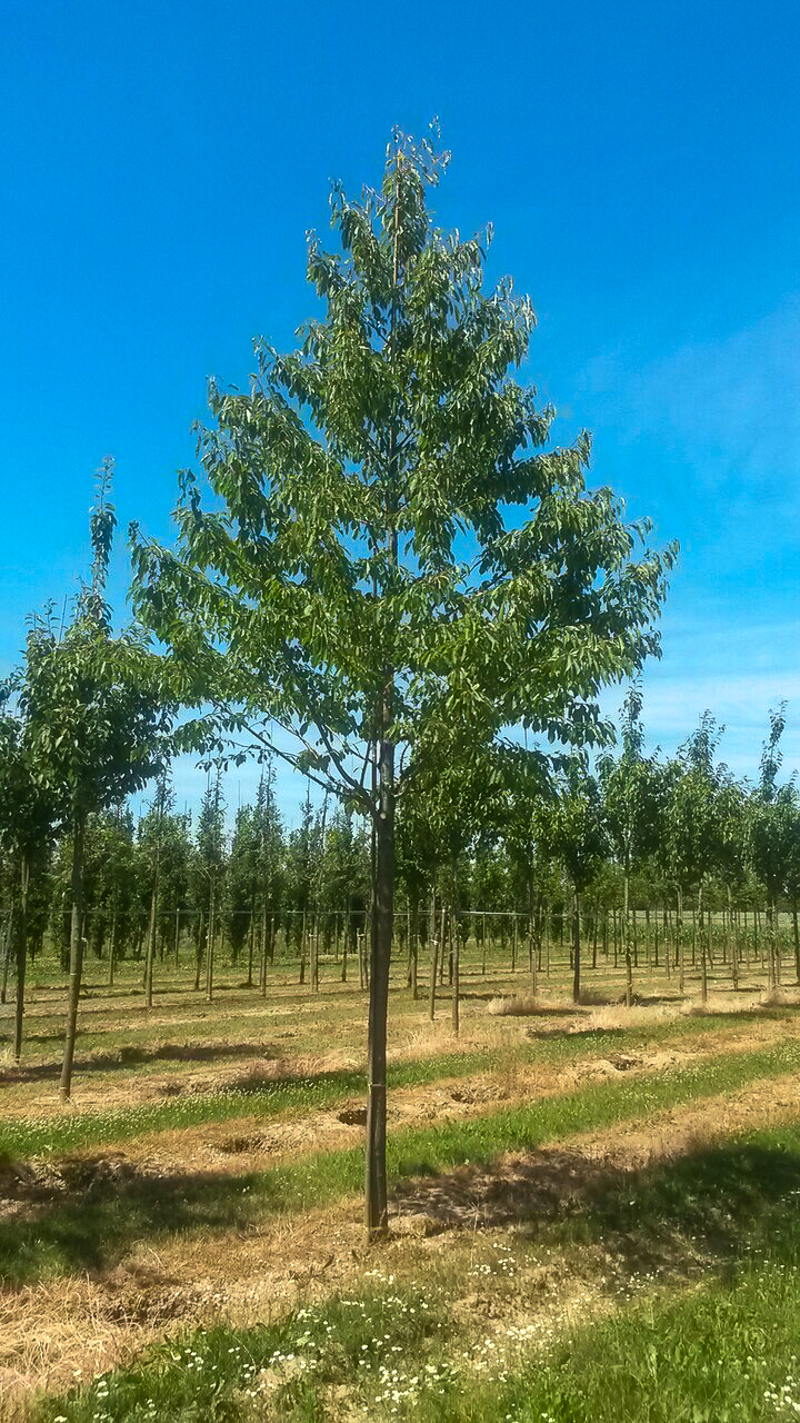 Prunus avium | Mazzard cherry, Gean - Van den Berk Nurseries
