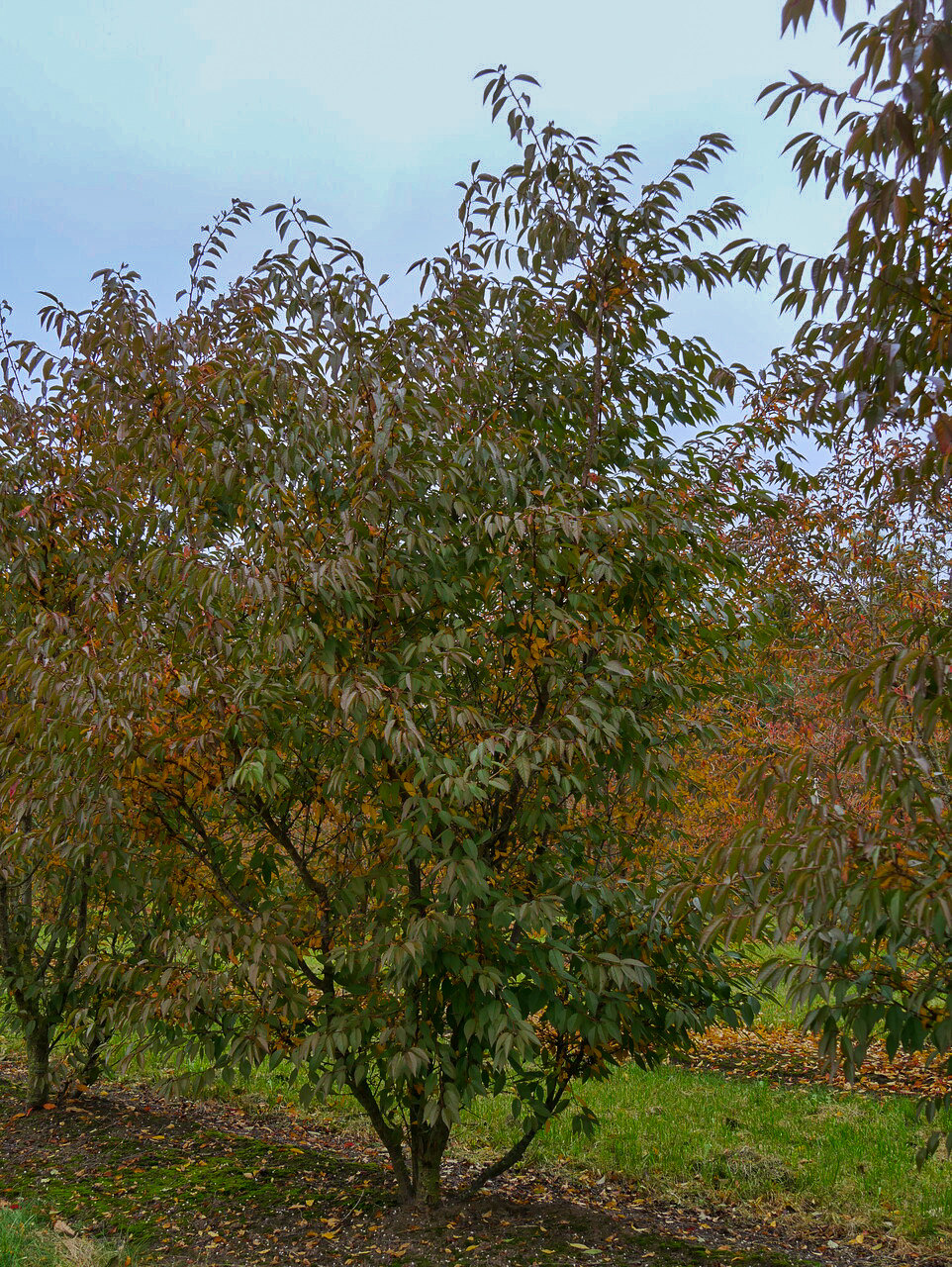 Prunus incisa 'Paean' | Prunus incisa 'Paean' - Van den Berk Nurseries