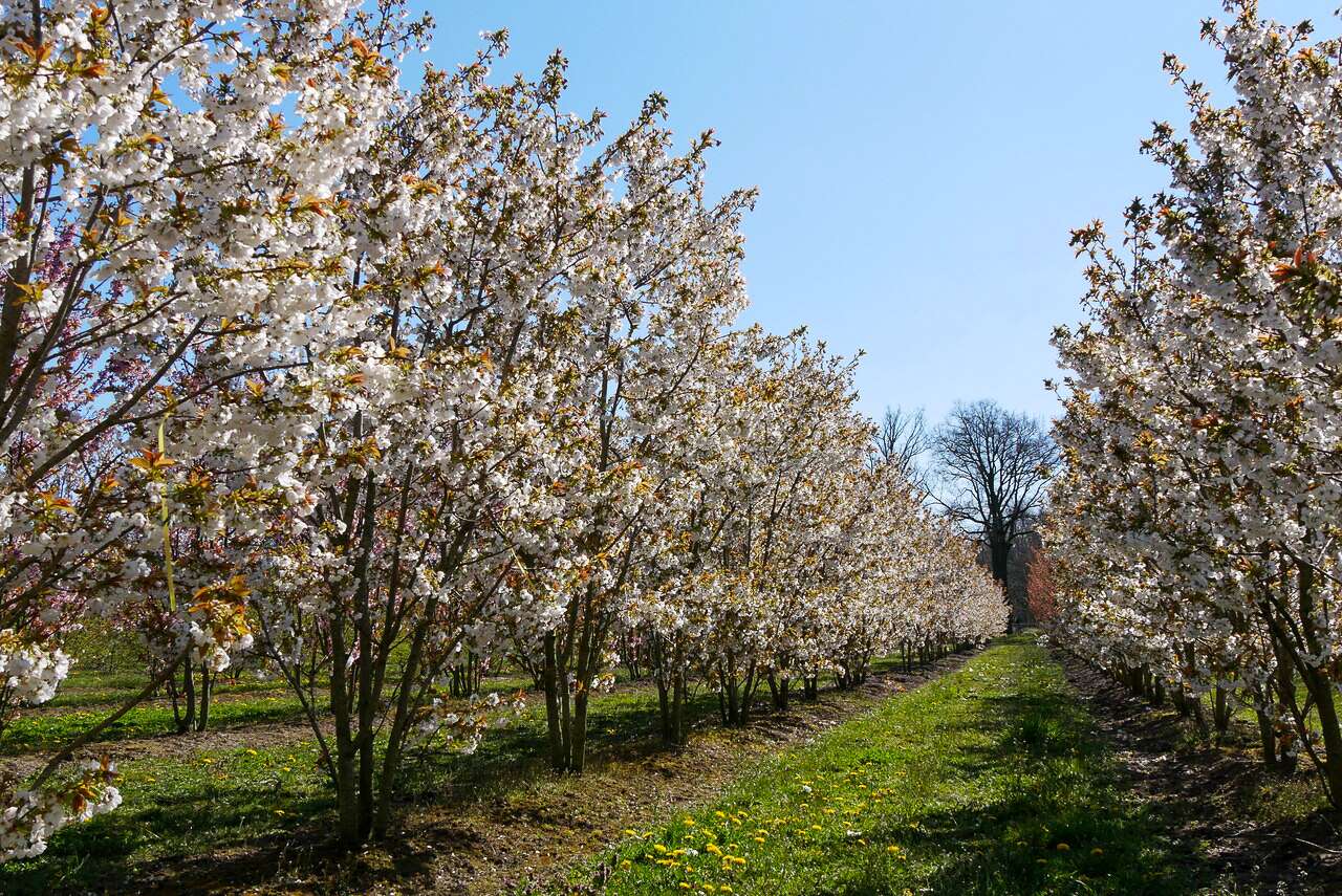 Prunus serrulata 'Taihaku' | Prunus serrulata 'Taihaku' - Van den Berk ...