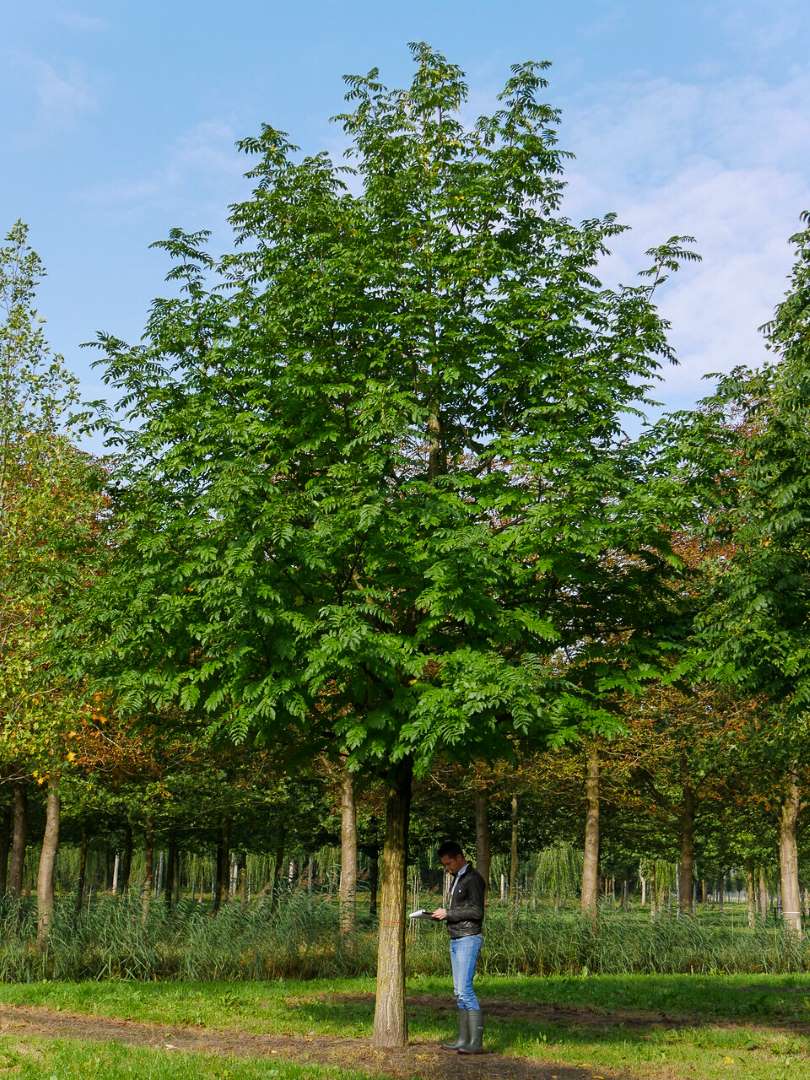 Pterocarya fraxinifolia | Caucasian wing nut - Van den Berk Nurseries
