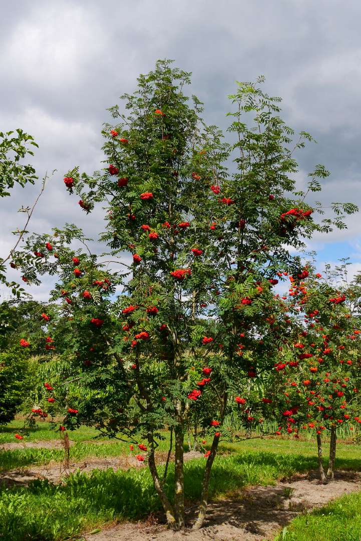 Sorbus aucuparia | Mountain ash, Rowan - Van den Berk Nurseries