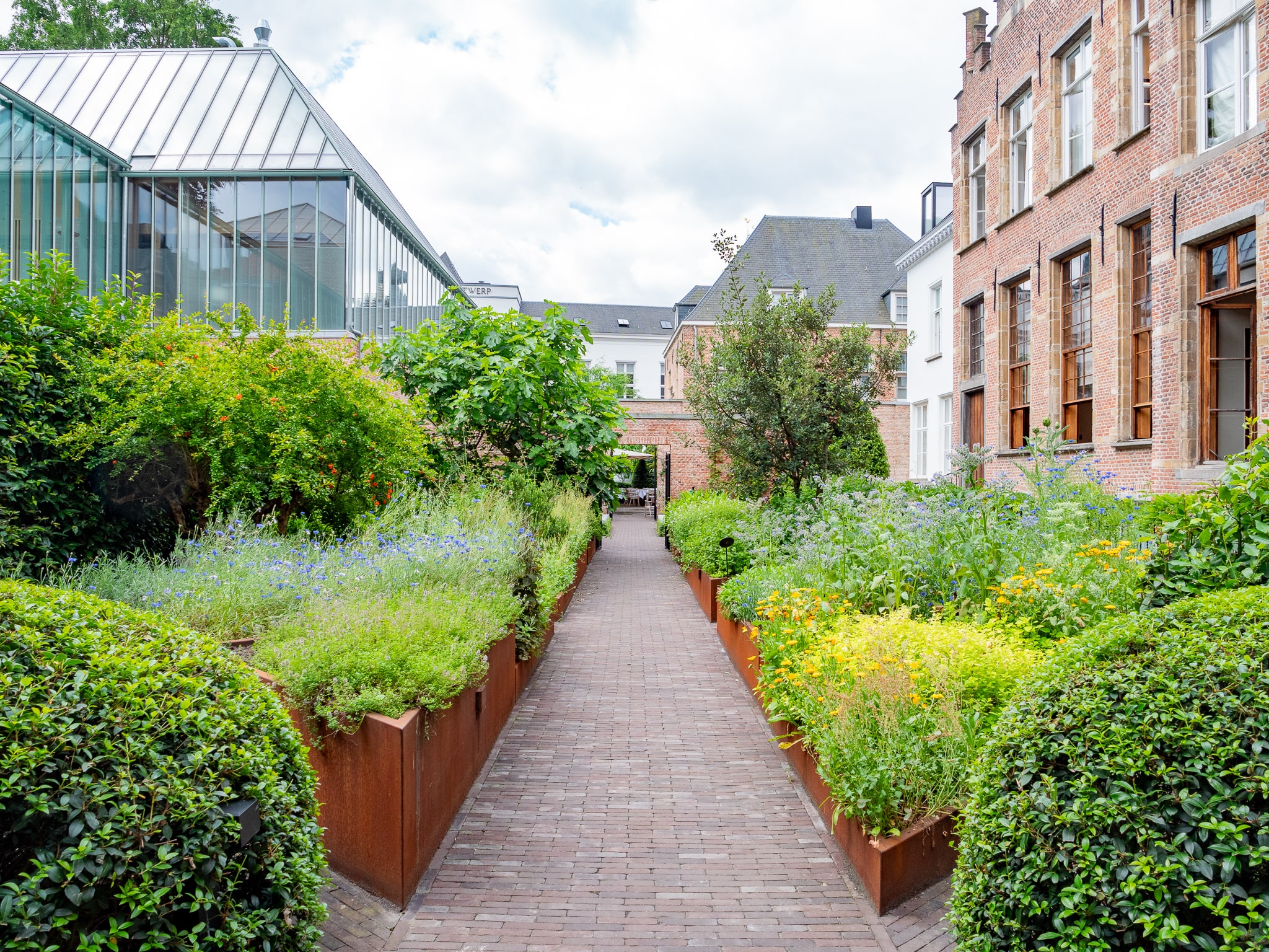 Acer capillipes | Red snake-bark maple - Van den Berk Nurseries
