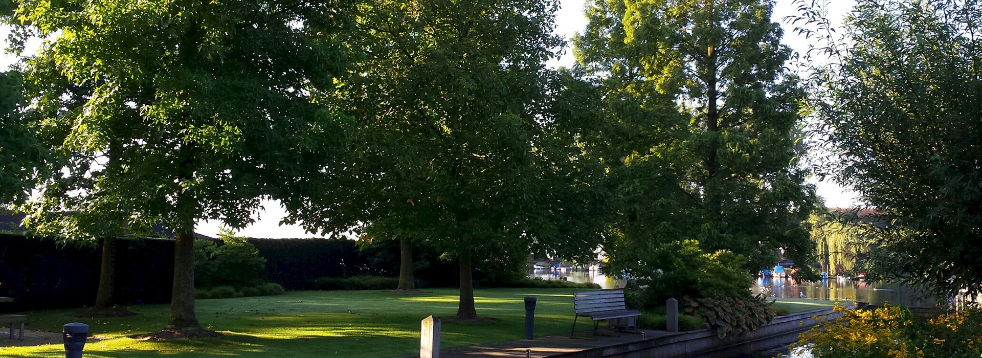 Quercus robur 'Fastigiate Koster' | Cypress oak, Pyramid oak - Van den ...