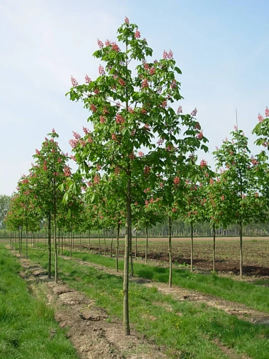 Aesculus ×carnea | Red horsechestnut - Van den Berk Nurseries