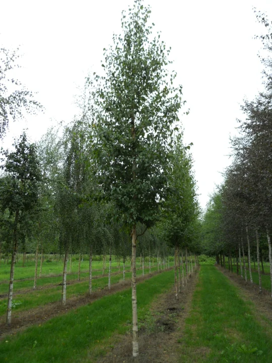 Betula ermanii | Erman birch - Van den Berk Nurseries