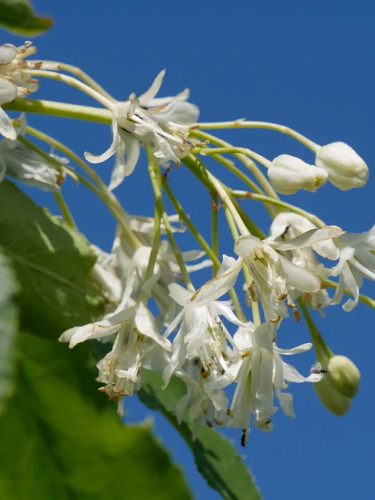 Staphylea trifolia | Staphylea trifolia - Van den Berk Nurseries