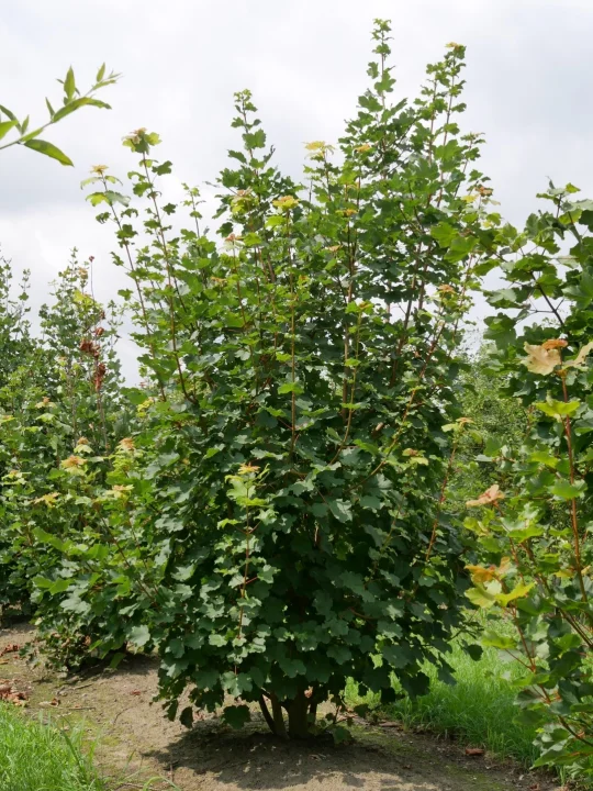 Acer opalus | Acer opalus - Van den Berk Nurseries