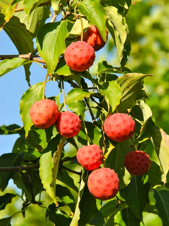 Cornus kousa | Kousa dogwood - Van den Berk Nurseries