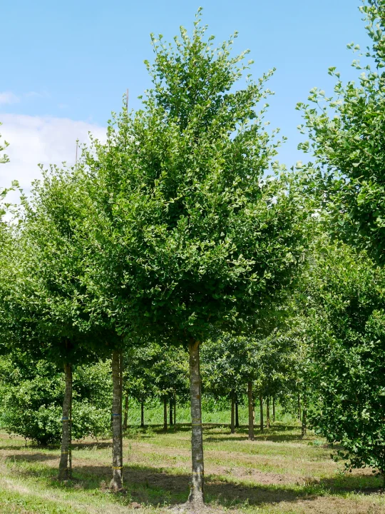 Ginkgo biloba FASTIGIATA BLAGON ('Blagon') | Ginkgo biloba FASTIGIATA ...