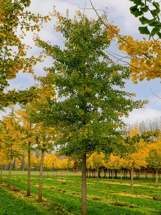 Ginkgo biloba | Maidenhair tree - Van den Berk Nurseries