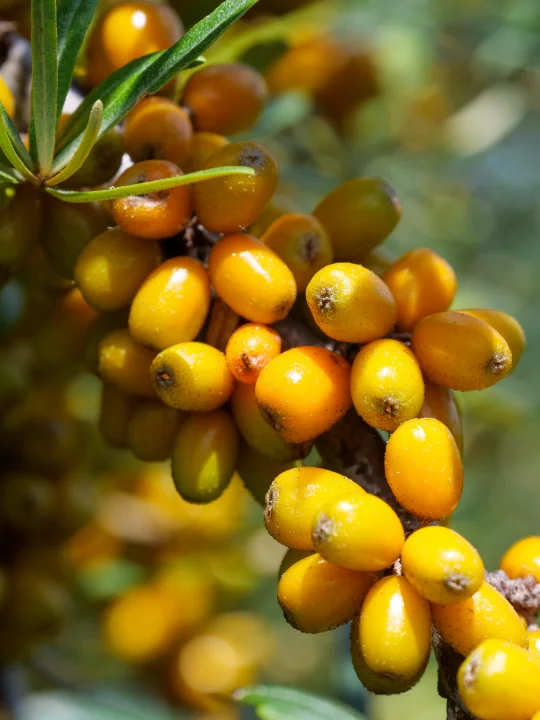 Hippophae rhamnoides 'Leikora' | Hippophae rhamnoides 'Leikora' - Van ...