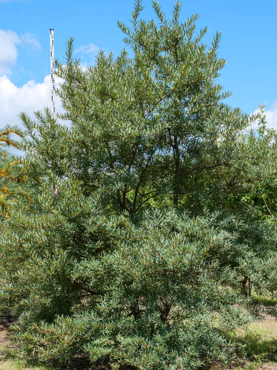 Hippophae rhamnoides 'Pollmix' | Hippophae rhamnoides 'Pollmix' - Van ...