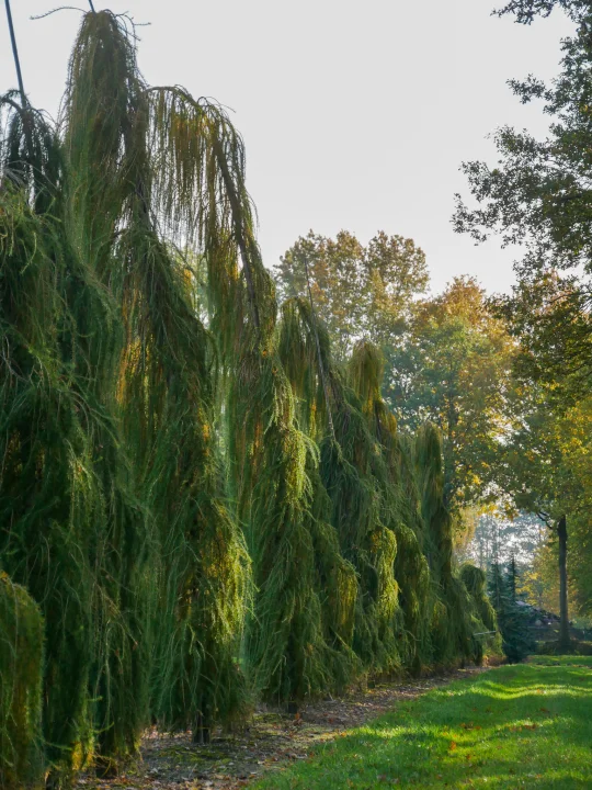 Larix decidua 'Puli' | Larix decidua 'Puli' - Van den Berk Nurseries