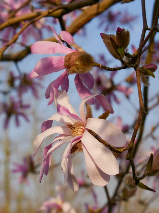 Magnolia stellata 'Rosea' | Magnolia stellata 'Rosea' - Van den Berk ...