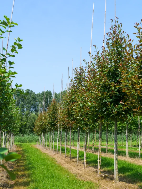 Nyssa sylvatica RED RAGE ('Haymanred') | Nyssa sylvatica RED RAGE ...