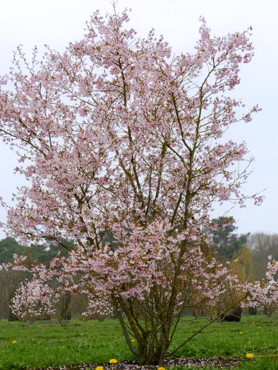 Prunus incisa 'Mikinori' | Prunus incisa 'Mikinori' - Van den Berk ...