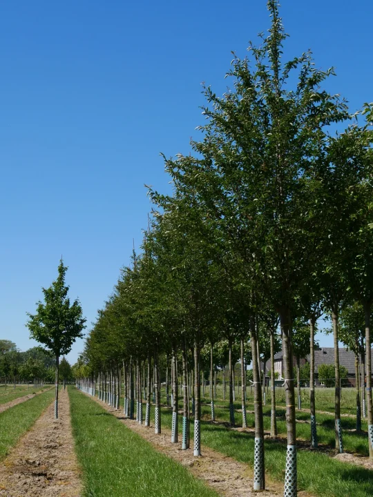 Prunus 'Pandora' | Prunus 'Pandora' - Van den Berk Nurseries
