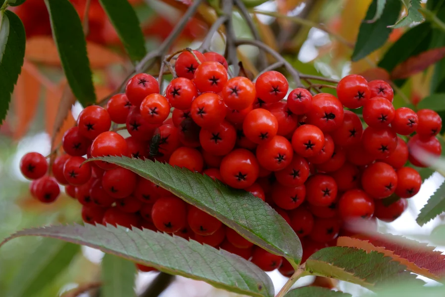 Sorbus 'Dodong' | Sorbus 'Dodong' - Van den Berk Nurseries