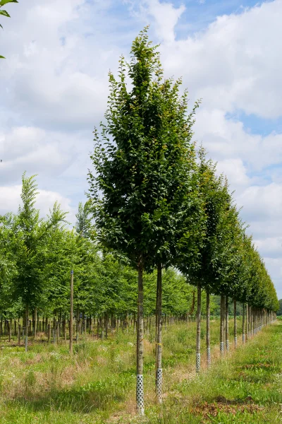 Carpinus betulus 'Lucas' | Carpinus betulus 'Lucas' - Van den Berk ...