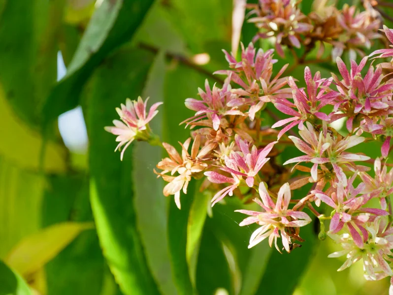 Heptacodium miconioides | Seven-son flower - Van den Berk Nurseries