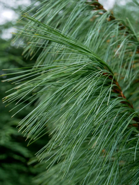 Pinus wallichiana | Himalayan pine, Bhutan pine, Blue pine - Van den ...