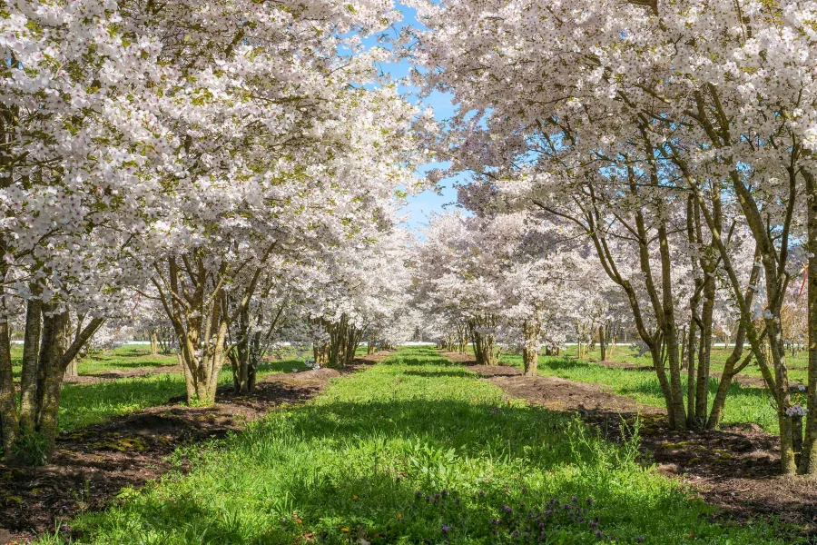 Prunus 'The Bride' | Prunus 'The Bride' - Van den Berk Nurseries