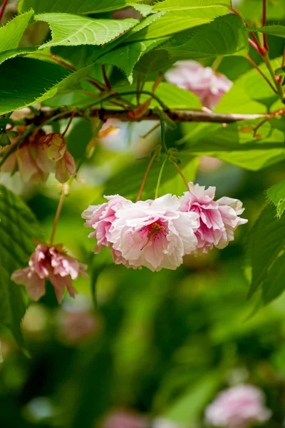 Prunus serrulata 'Fugenzo' | Prunus serrulata 'Fugenzo' - Van den Berk ...
