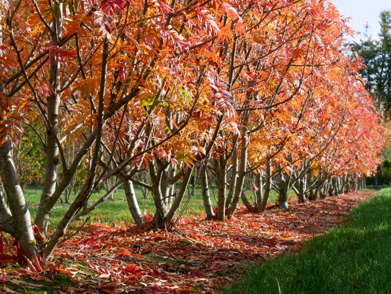 Sorbus 'Dodong' | Sorbus 'Dodong' - Van den Berk Nurseries