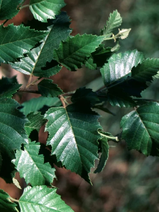 Betula nigra DURA HEAT ('BNMTF') | Betula nigra DURA HEAT ('BNMTF ...