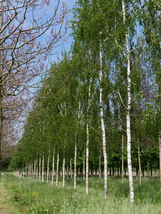 Betula pendula 'Tristis' | Betula pendula 'Tristis' - Van den Berk ...