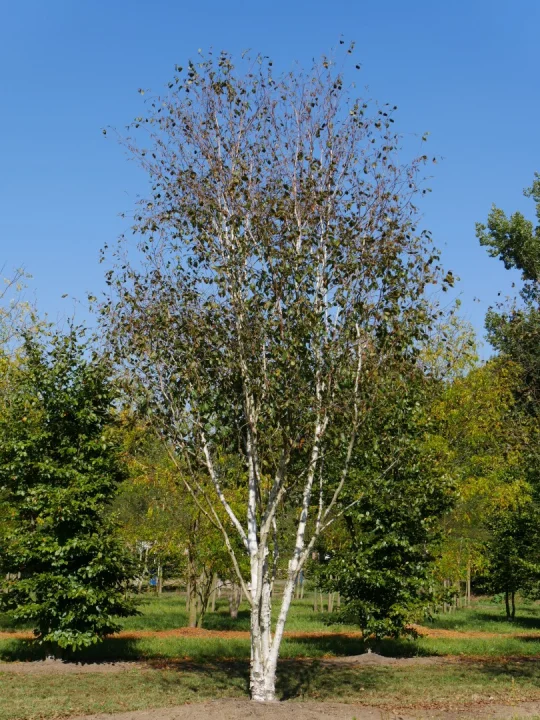 Betula utilis | Betula utilis - Van den Berk Nurseries