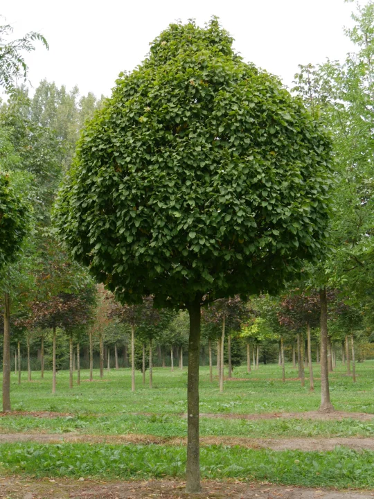 Carpinus betulus 'Columnaris' | Carpinus betulus 'Columnaris' - Van den ...