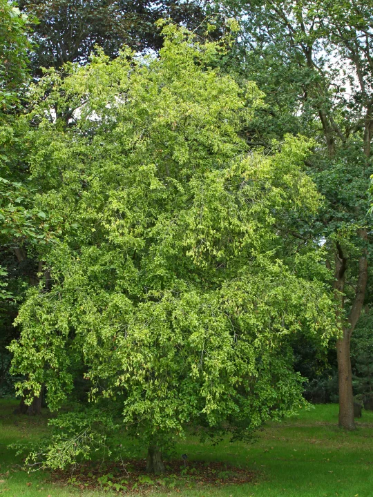 Carpinus coreana | Carpinus coreana - Van den Berk Nurseries