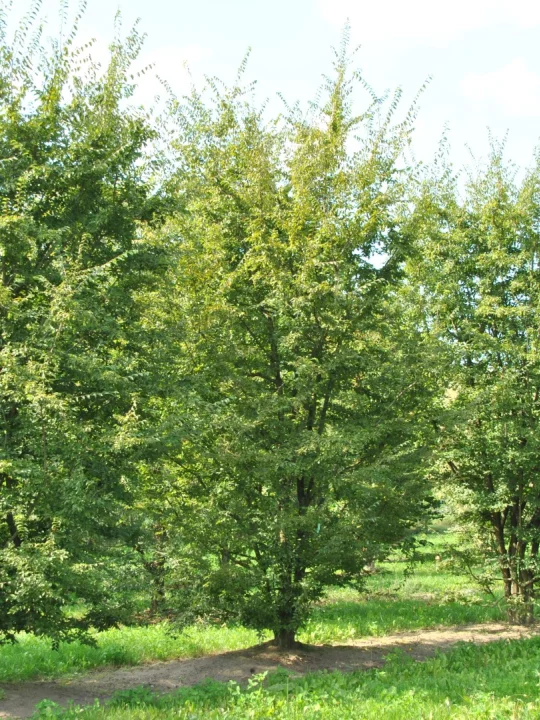 Carpinus turczaninowii | Korean Hornbeam - Van den Berk Nurseries
