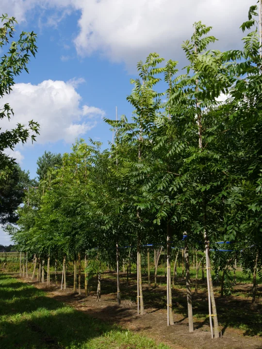 Carya illinoinensis | Pecan - Van den Berk Nurseries